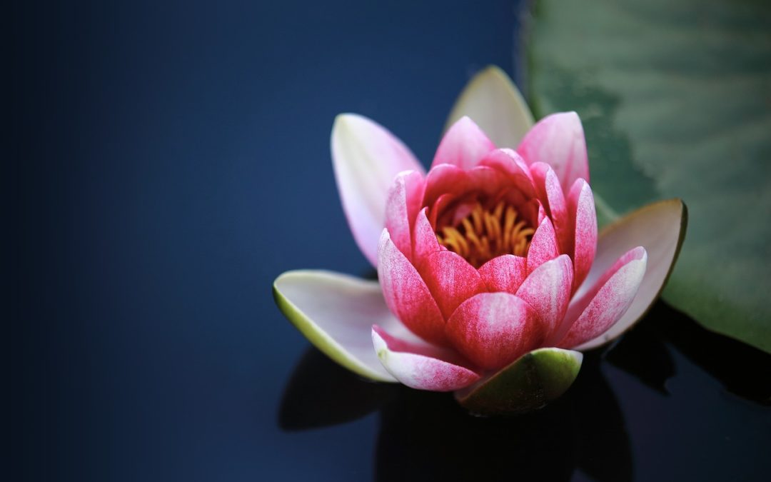 Fleur de lotus : La fleur de lotus est-elle le secret d'une belle peau ...